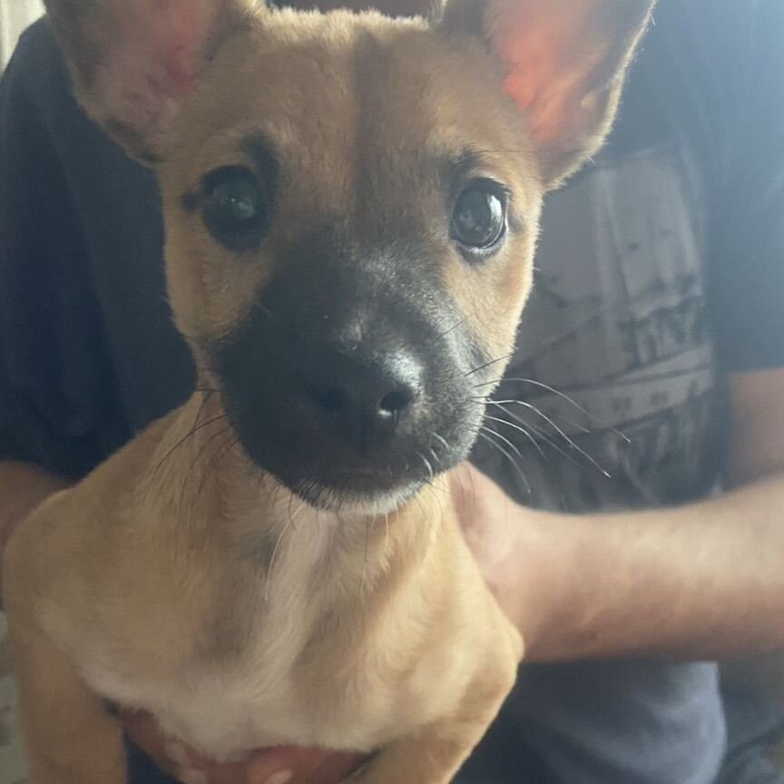 Чихуахуа, щенок