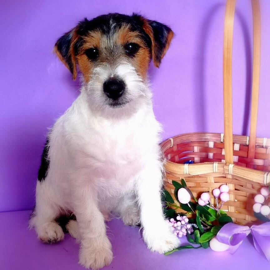 Джек-рассел-терьер, щенок