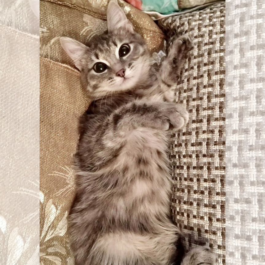 Котёнок в добрые руки