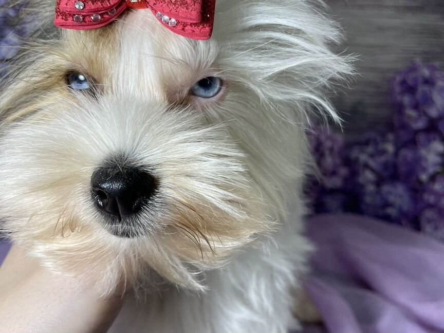 Бивер с голубыми глазами