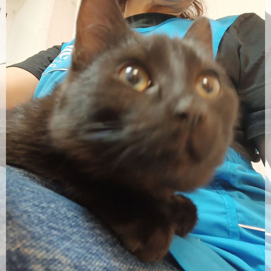 Котёнок черного цвета