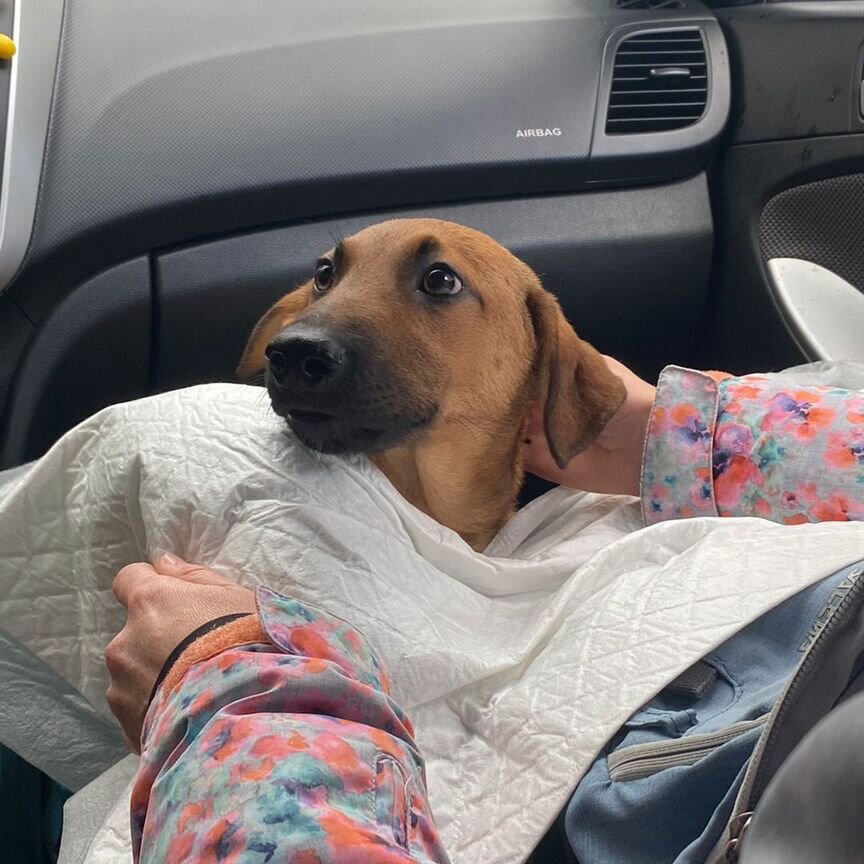 Щенок девочка Эльза в добрые руки бесплатно