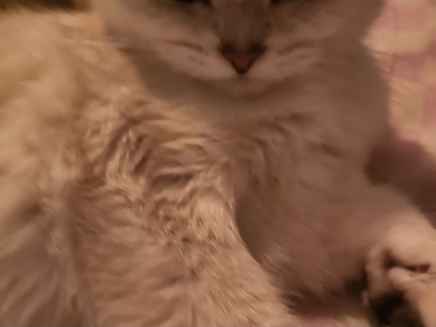 Британская кошка в дар