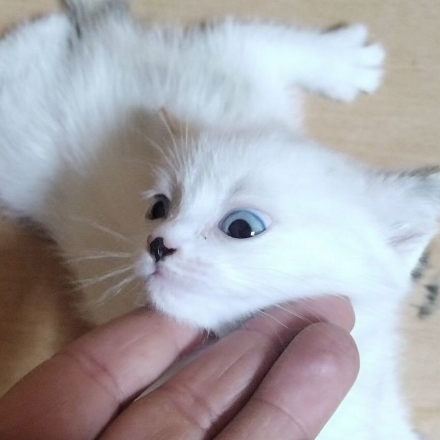 Котеночекспасённый от утопления в любящую семью