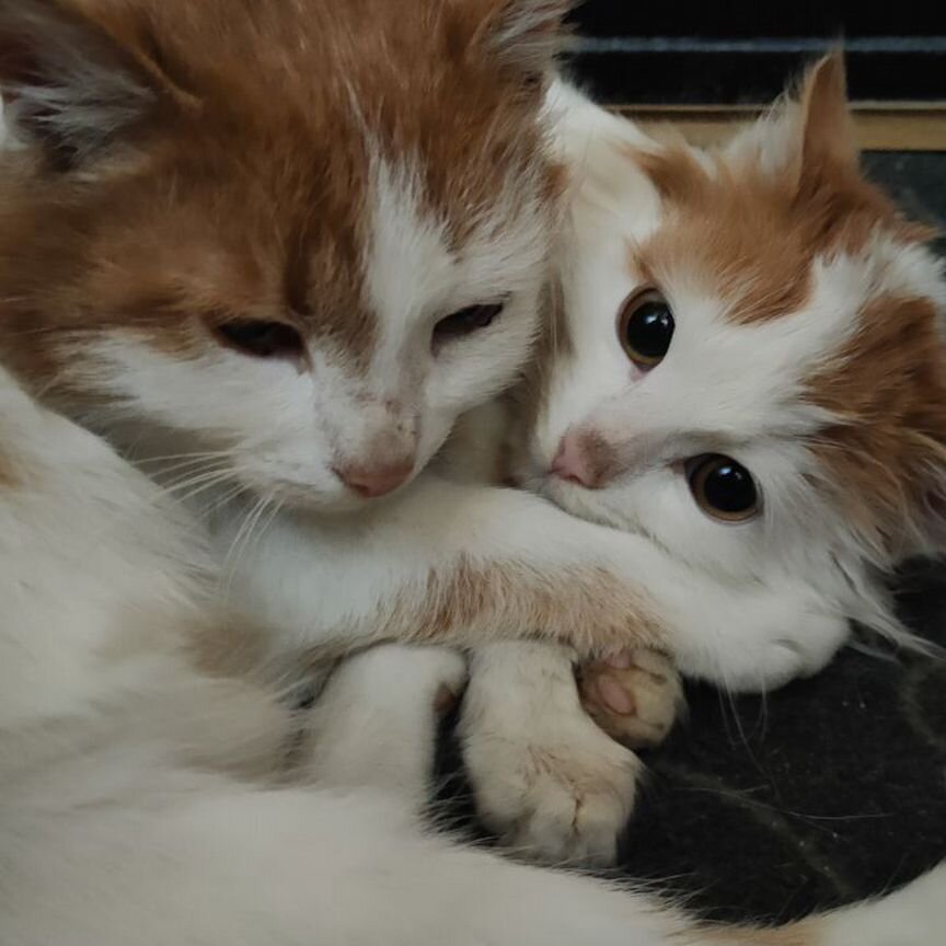 Кошка в добрые руки