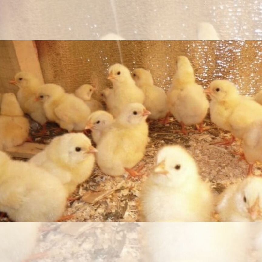 Цыплята бройлеры росс 308