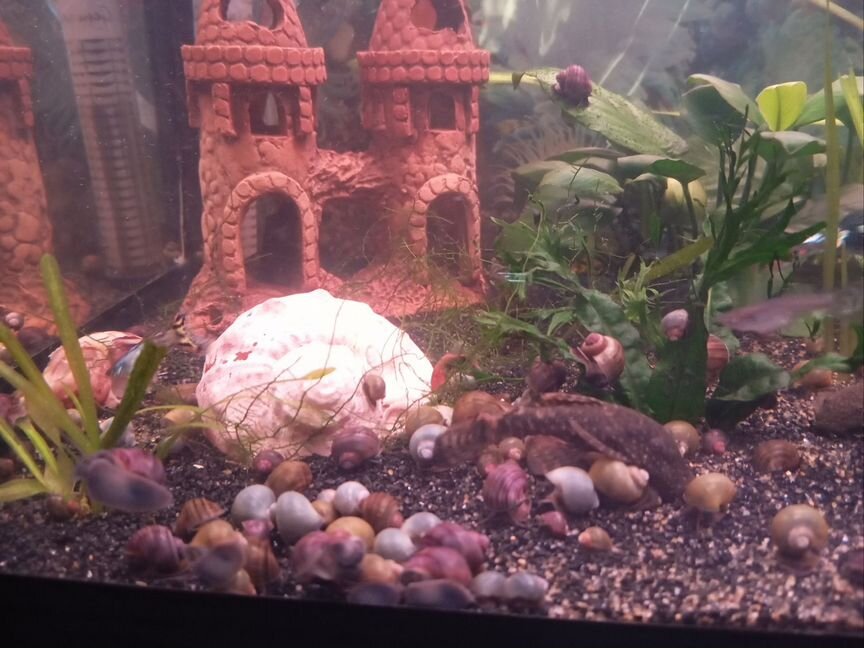 Улитки Ампулярии (молодняк)