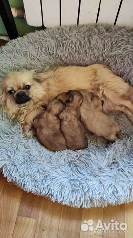 Мелкие пушистики