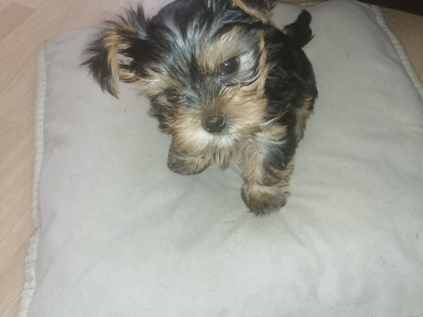 Йоркширский терьер щенки девочки