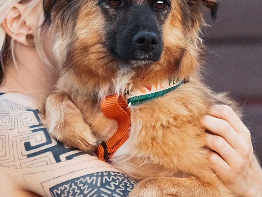 Нежная малышка Алиса ищет дом