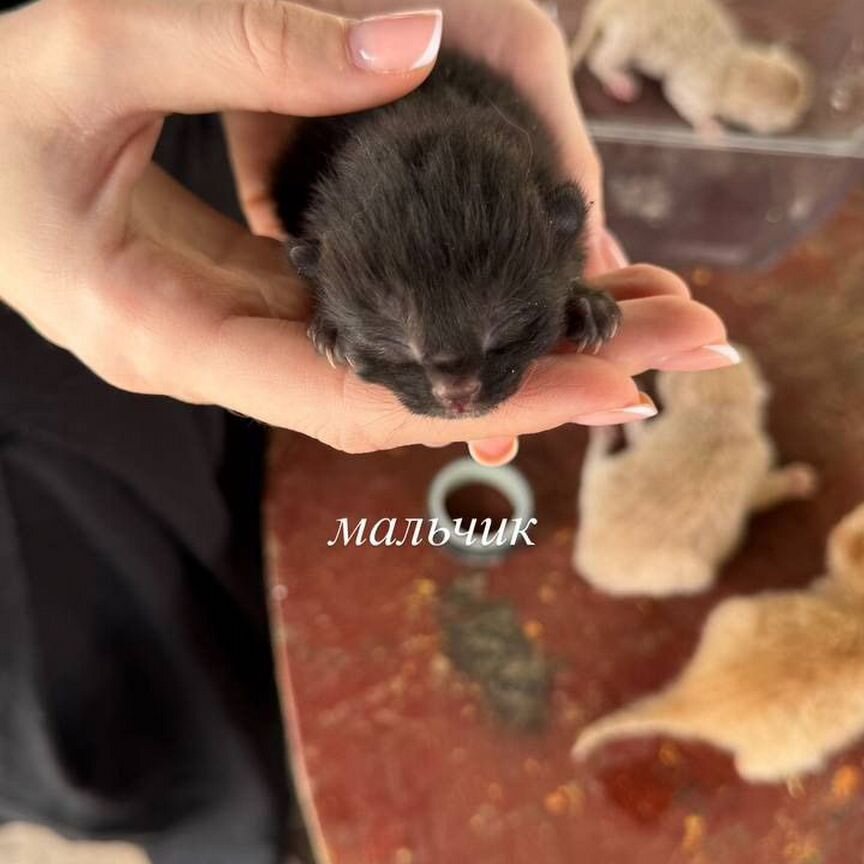 Котята в добрые руки