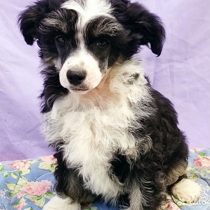 Китайчата - пуховички