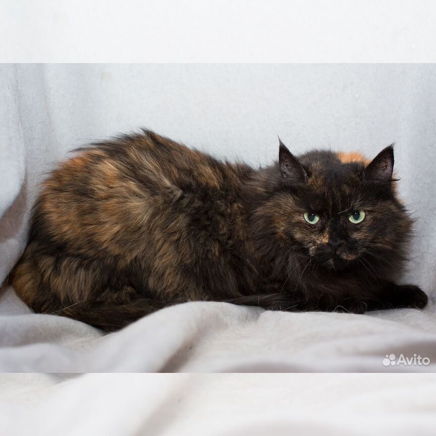 Пушистая красавица черепахового окраса