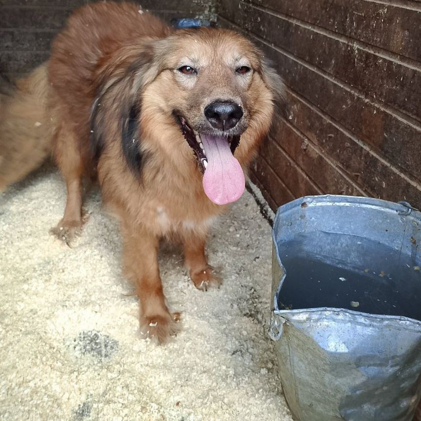 Взрослая собака в добрые руки