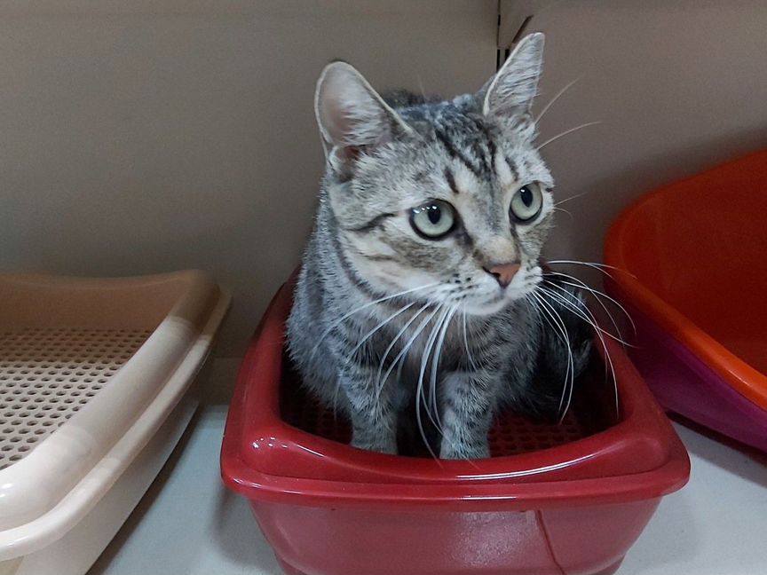 Отдам ласковую кошечку в хорошие руки