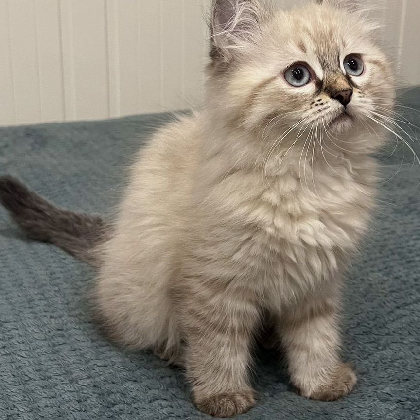 Котята пароды Невская Маскарадная