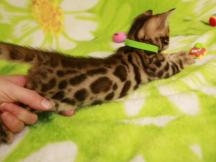 Бенгальские котята