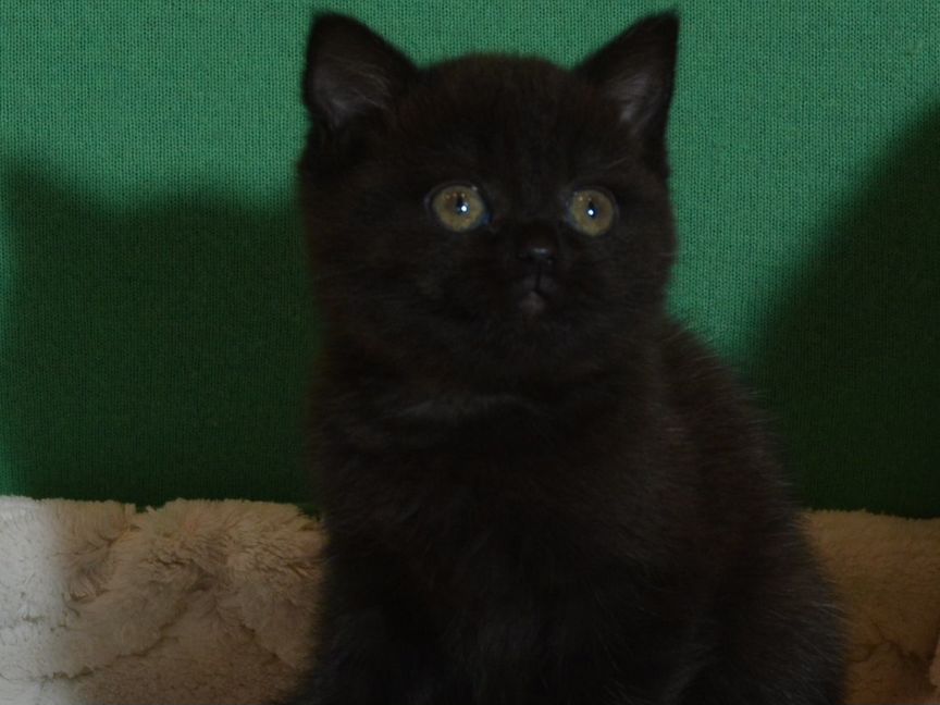 Британка черная