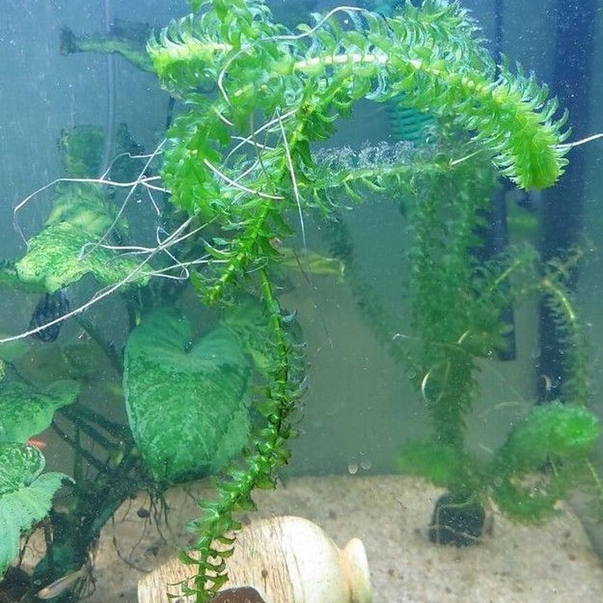 Аквариумное растение - Элодея Канадская