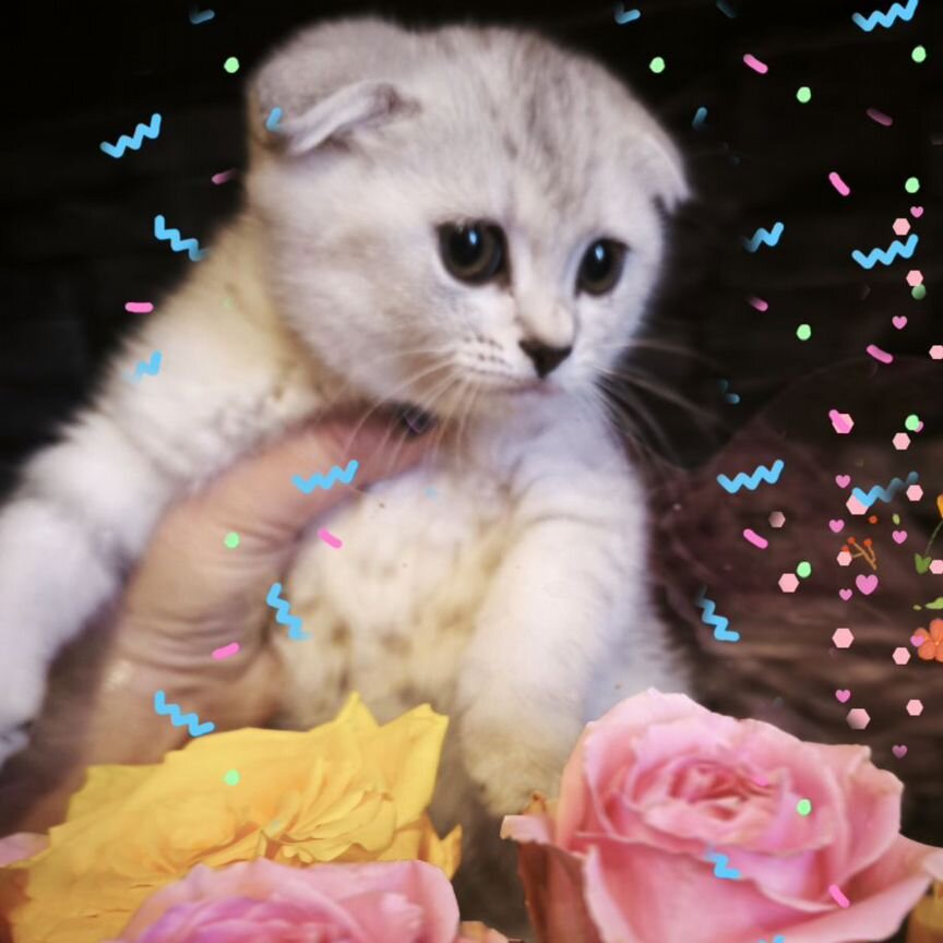 Котята