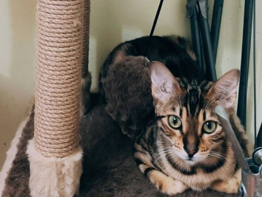 Кошка