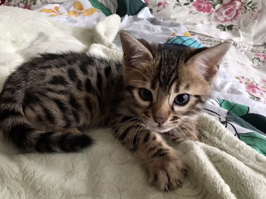 Бенгальская