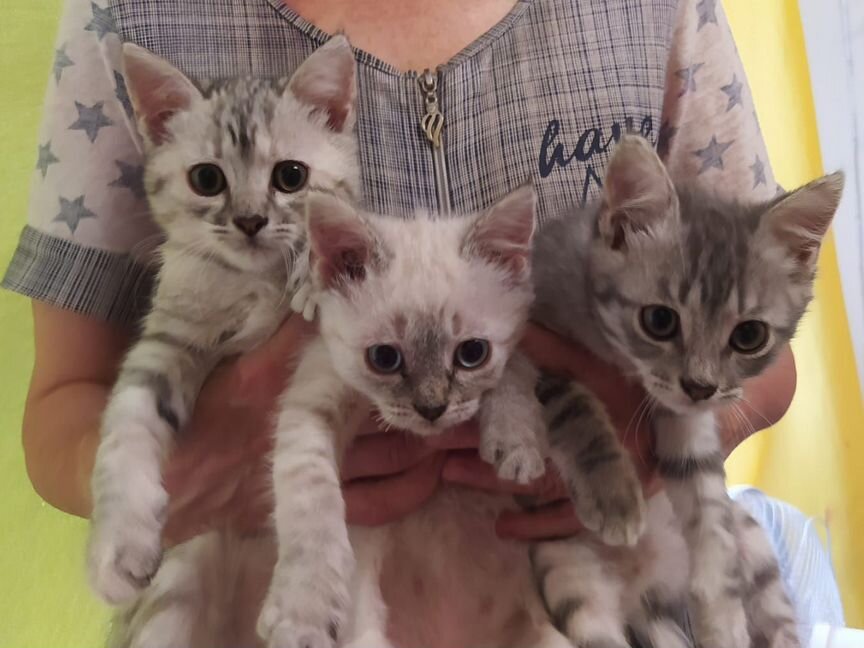 Котятам нужен дом