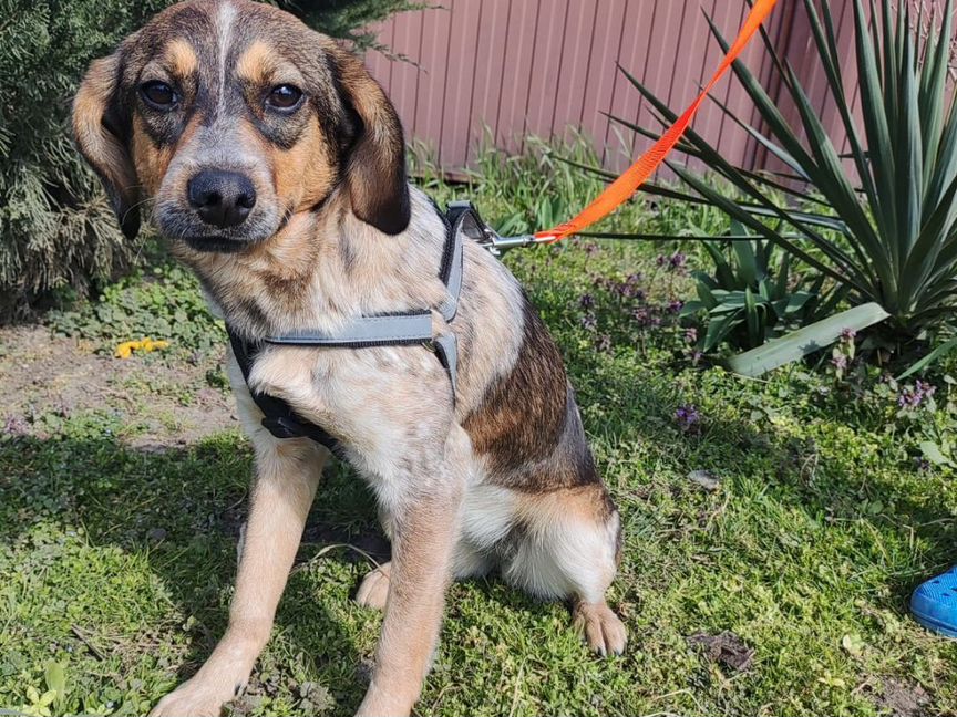 Собака в добрые руки