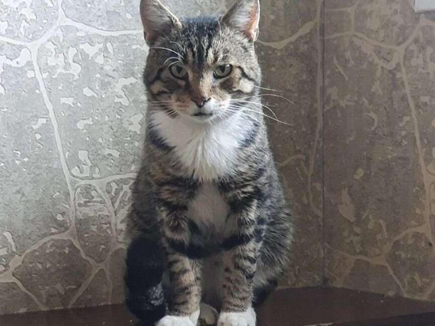 Кот Лорд