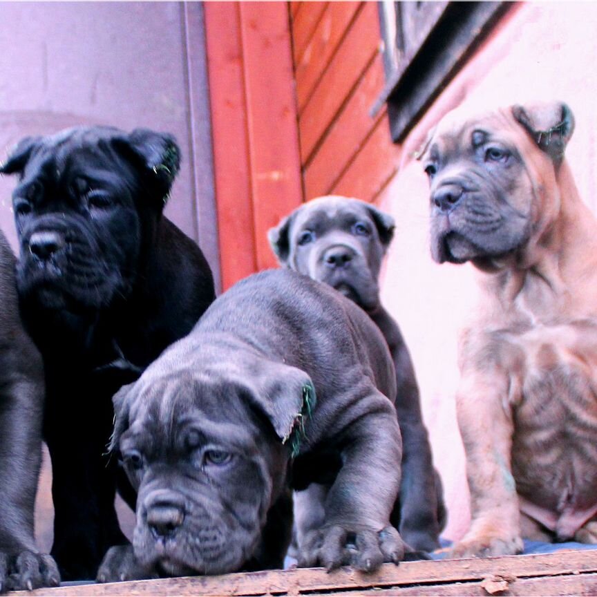 Кане-корсо, щенок