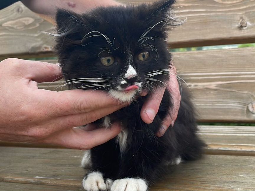 Котенок в дар бесплатно
