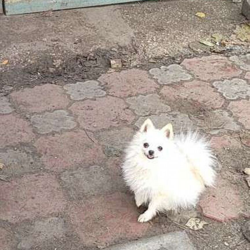 Шпиц девочка 3 года