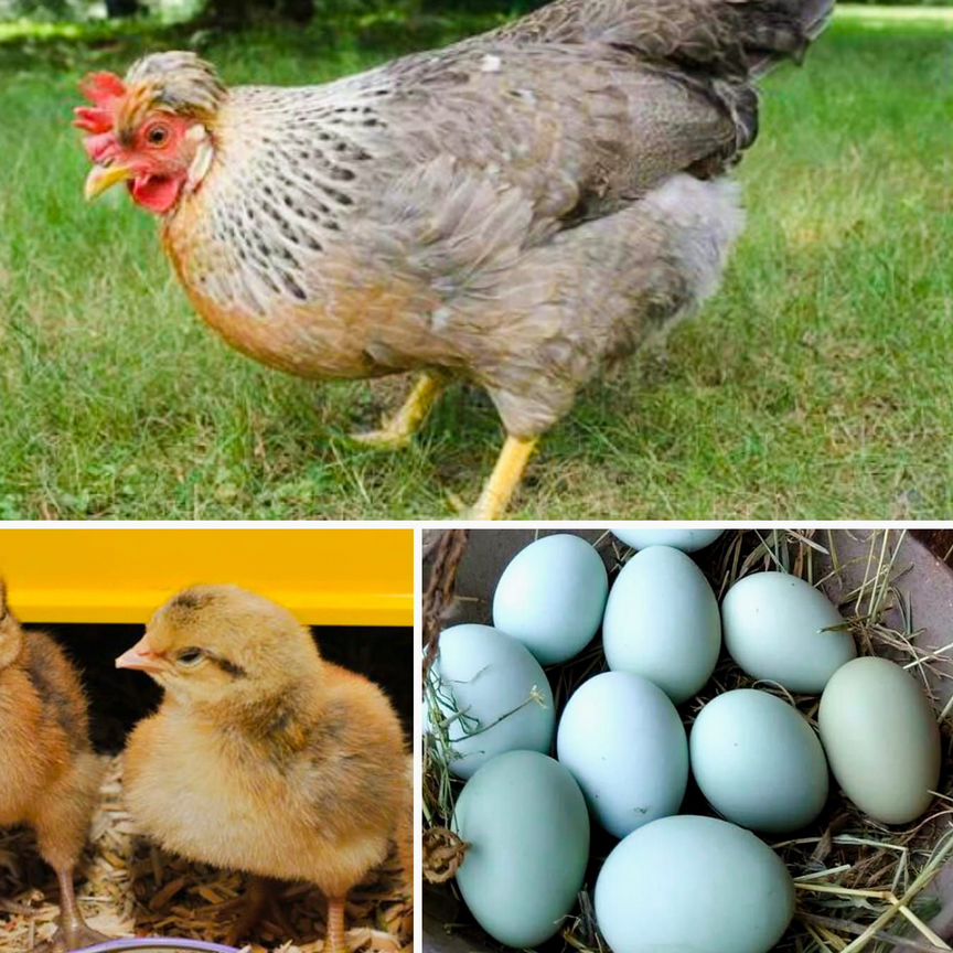 Продам цыплят Русская хохлатая, Амрокс