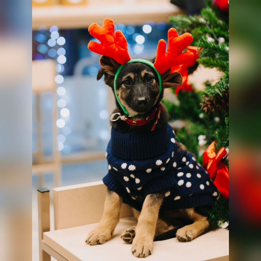 Щенок девочка в добрые руки