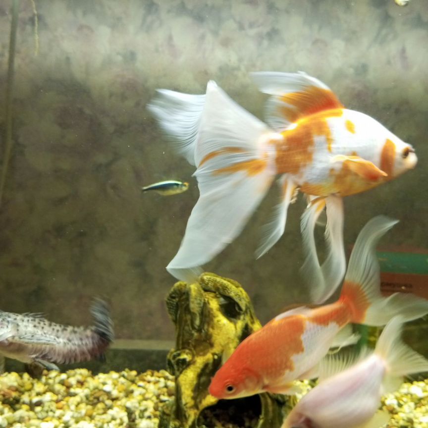 Аквариумные рыбки кометы и сомики