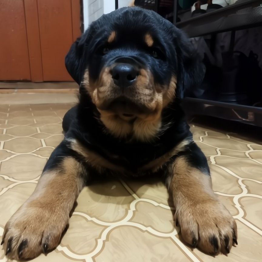 Ротвейлер, щенок