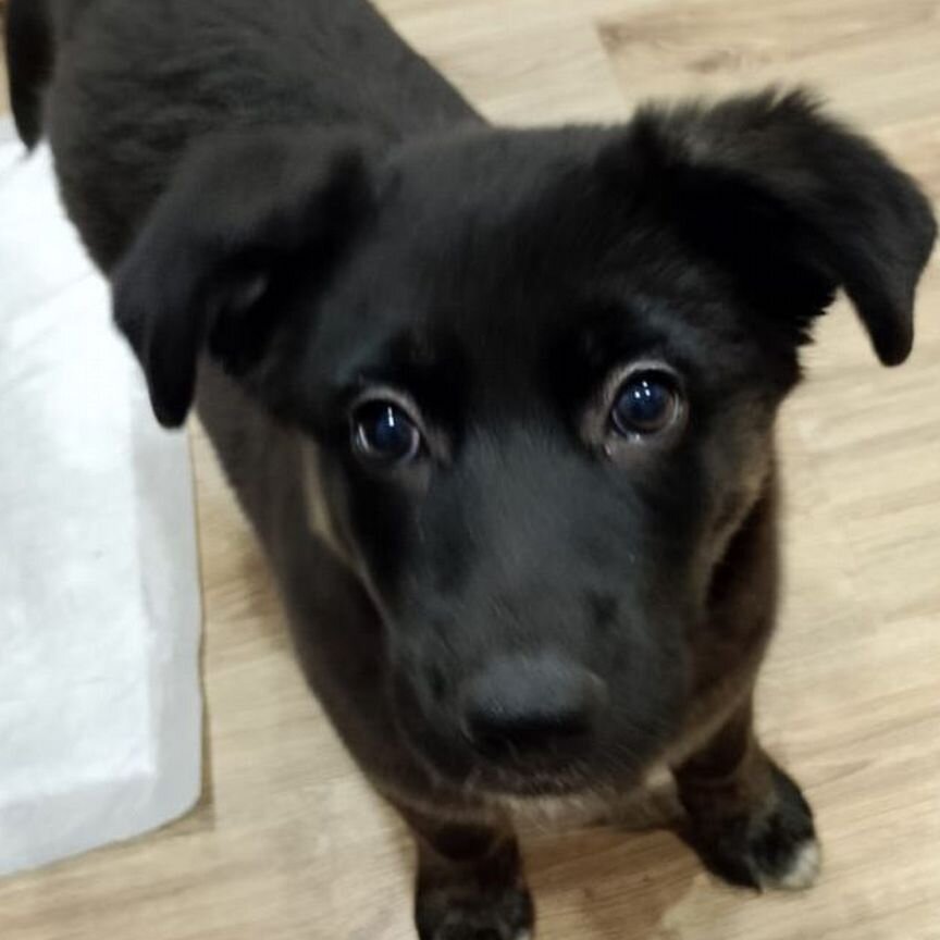 Щенок в добрые руки