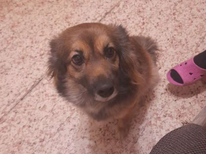 Собака в добрые руки отдам бесплатно добрая