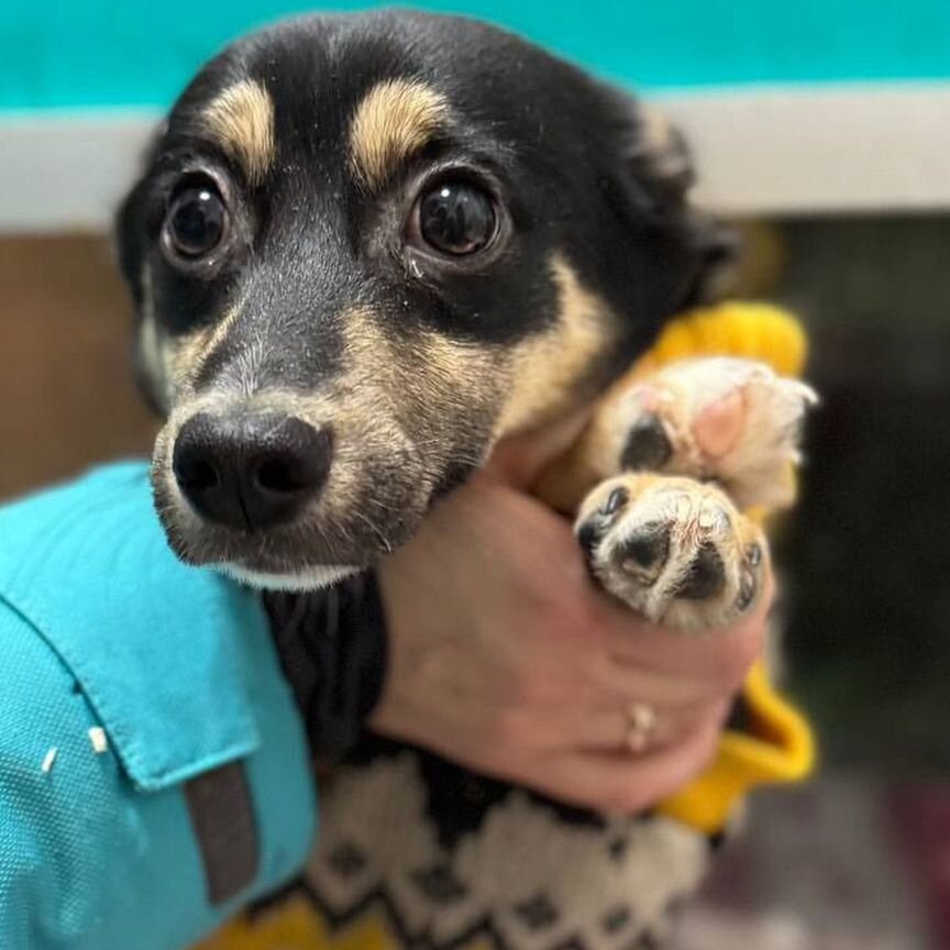 Немецкий пинчер, щенок