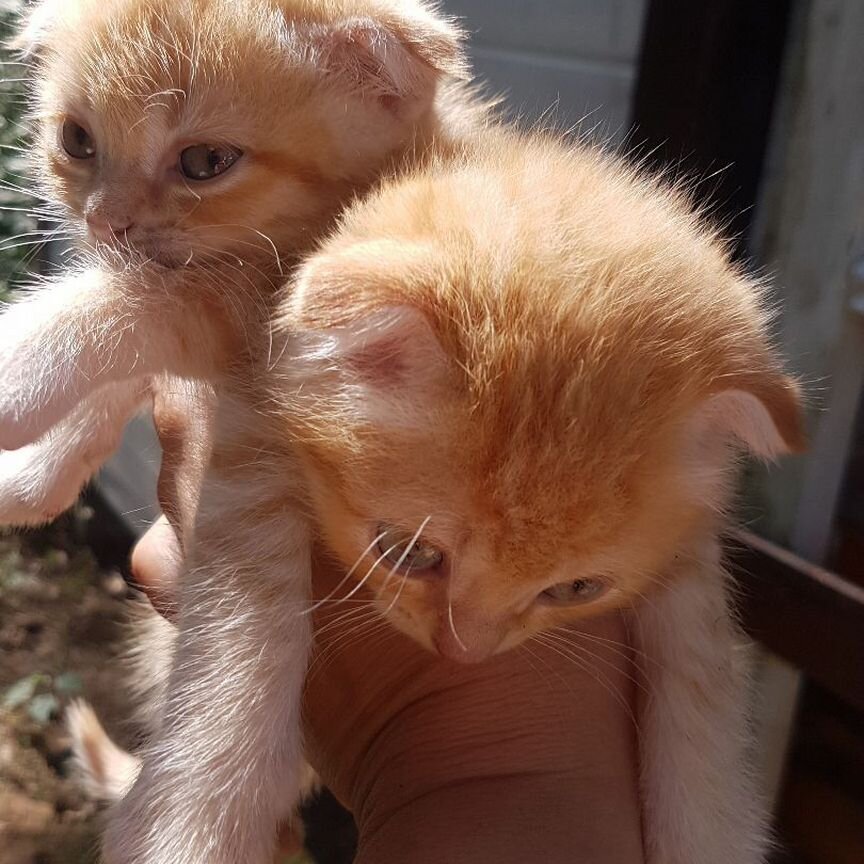 Кошки