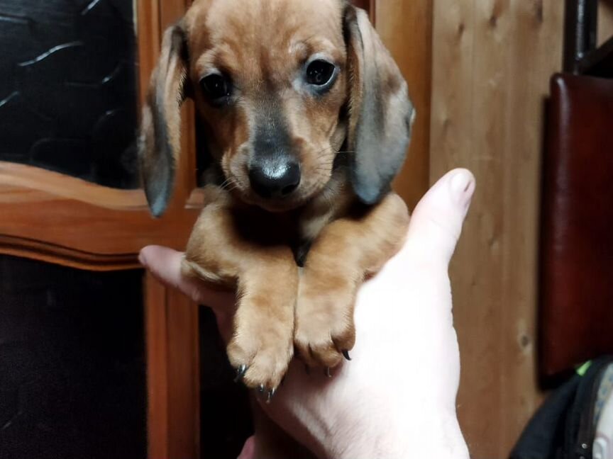 Кроличья такса