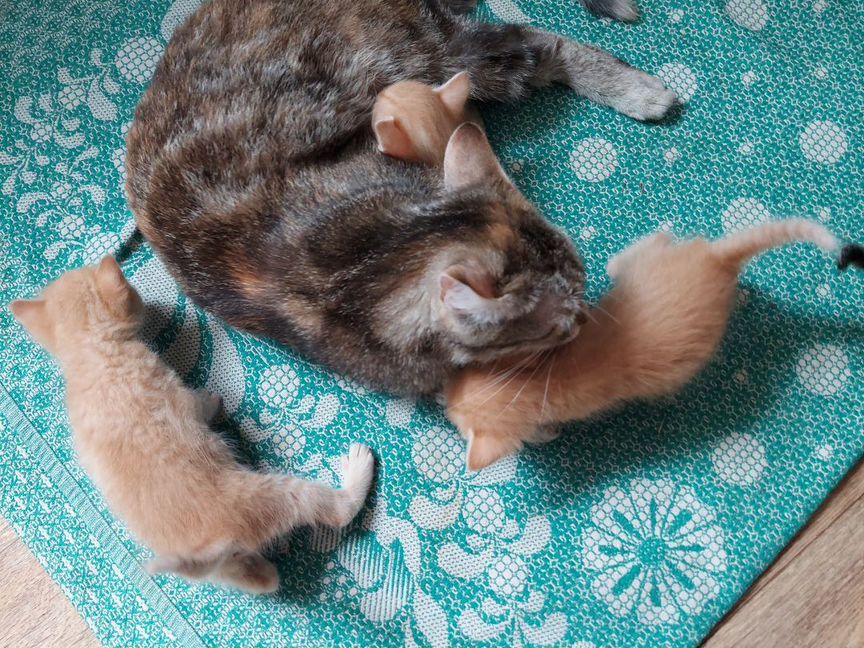 Котята в добрые руки