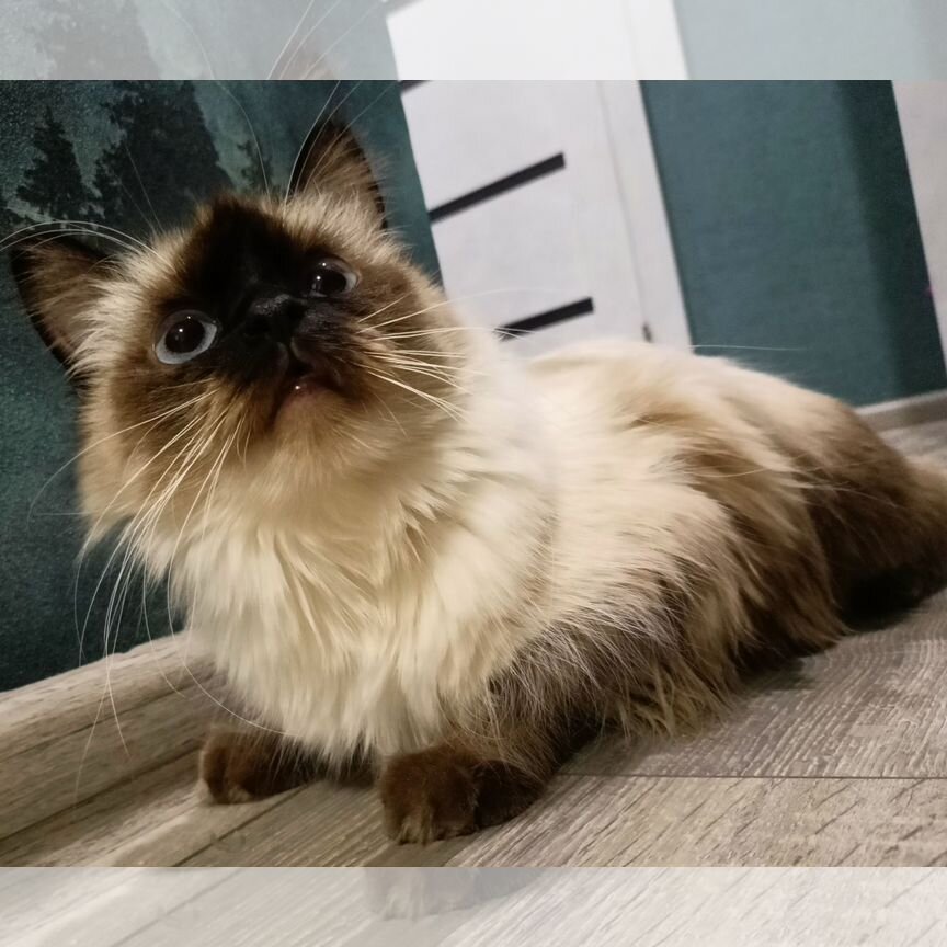 Невская маскарадная кошечка ищет жениха