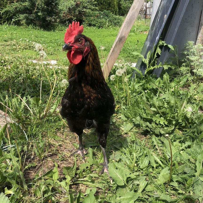 Петушки молодые