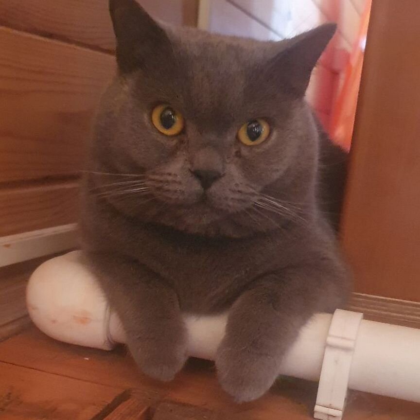 Британский короткошёрстный кот, взрослый