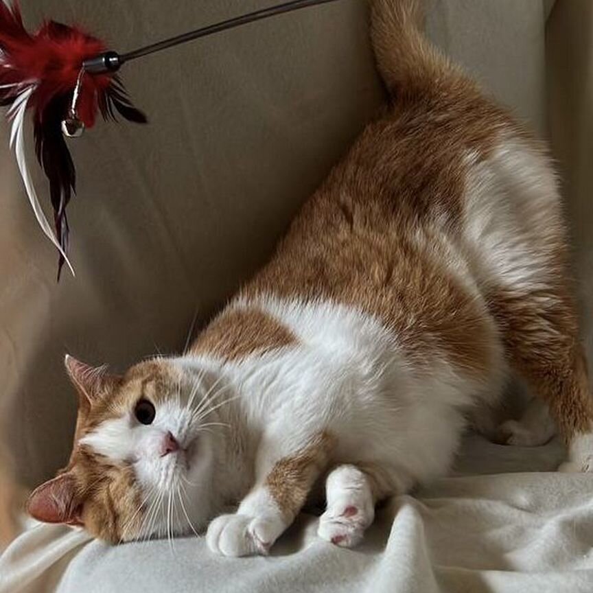 Кошки в добрые руки бесплатно Москва