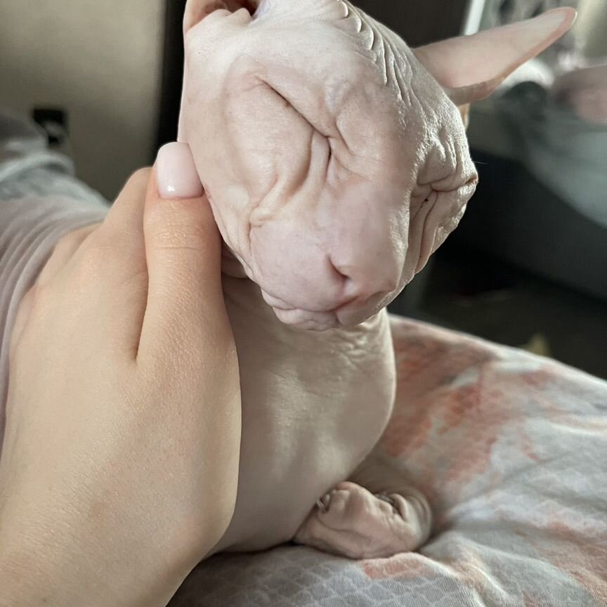 Донской сфинкс кот