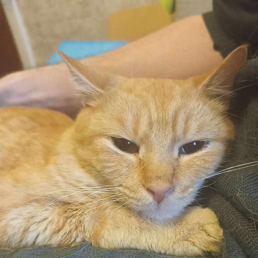 Взрослый кот в добрые руки