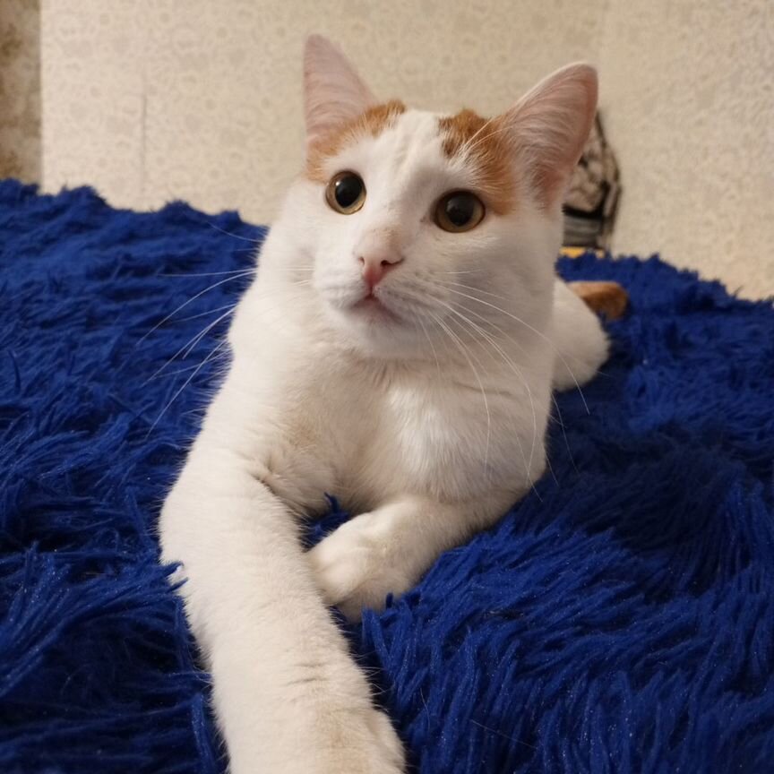 Отдам кота в добрые руки