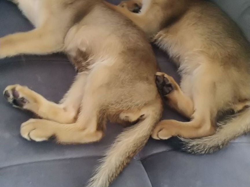 Абиссинские котята